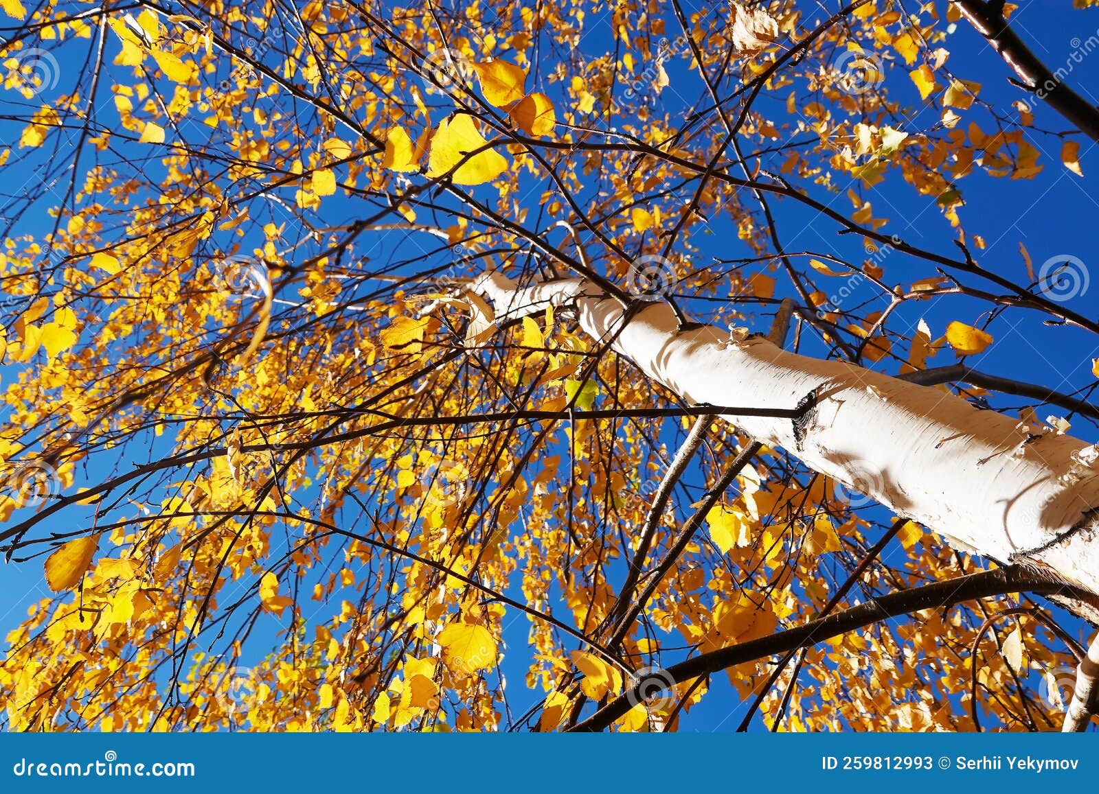 Autumn Leaf on a Tree Branch Stock Image - Image of tree, leaf: 259812993