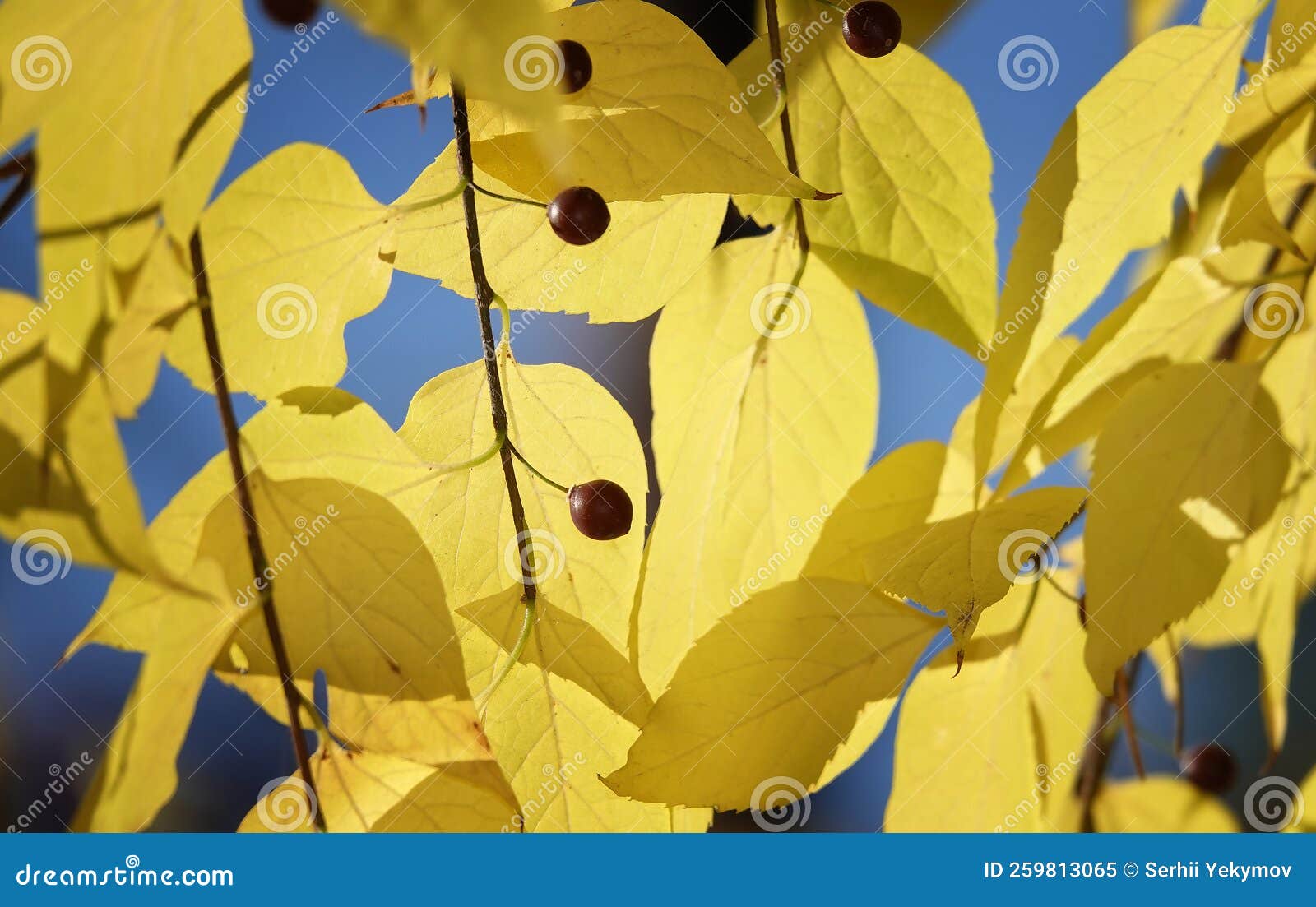 Autumn Leaf on a Tree Branch Stock Image - Image of leaf, green: 259813065