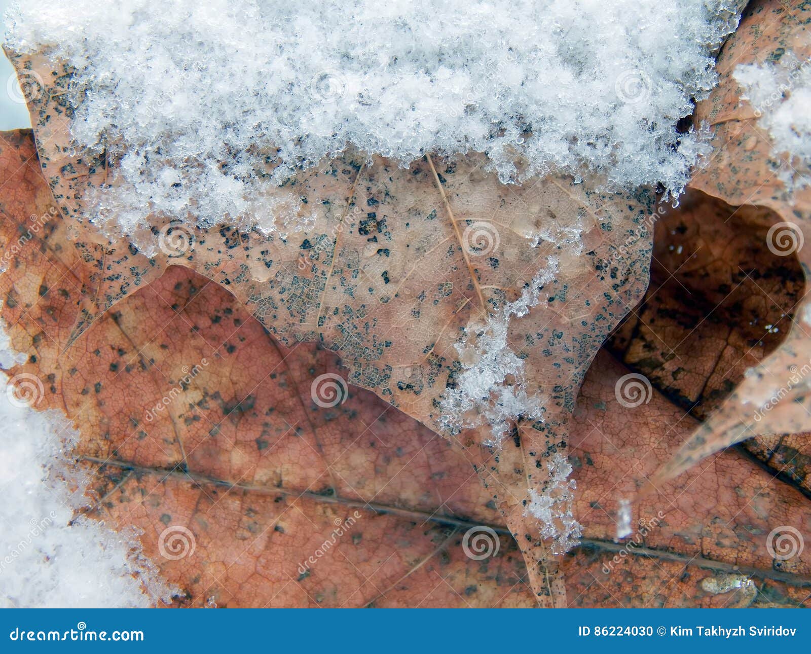 Autumn Leaf of a Tree Covered with Snow Stock Photo - Image of bright ...