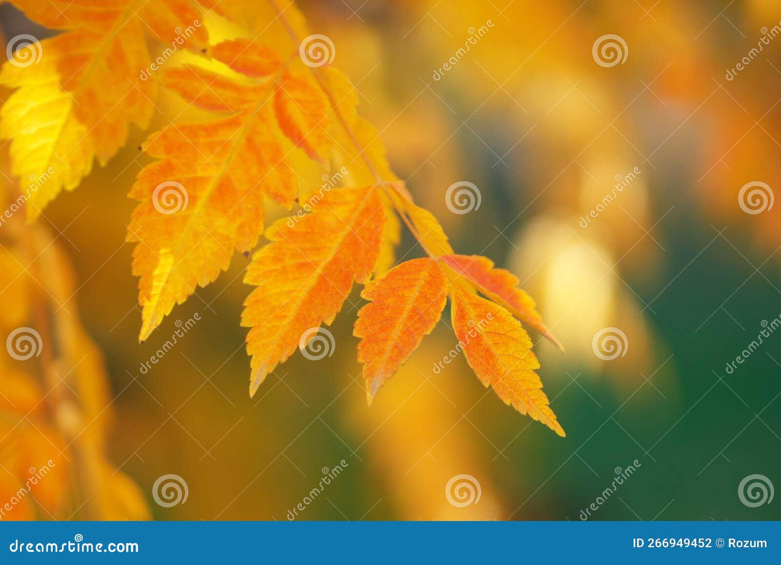 Autumn leaf of tree stock photo. Image of bright, close - 266949452