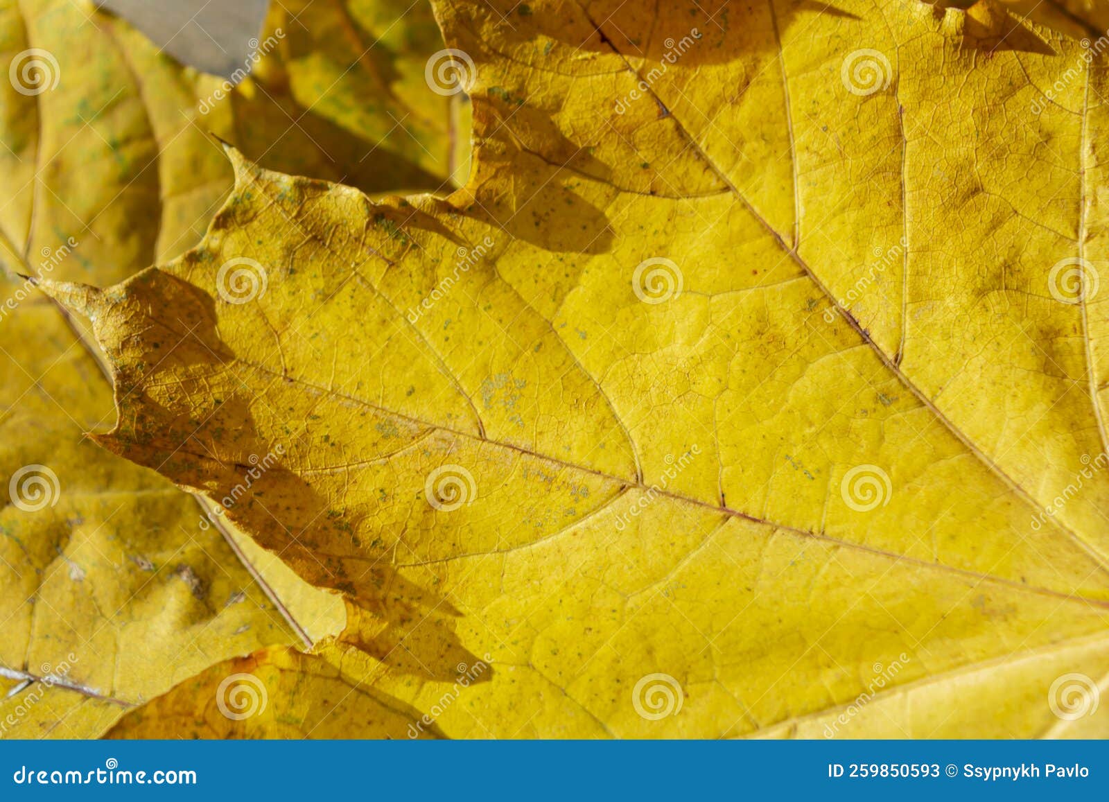 Autumn Leaf Up Close. Maple Leaf Close-up. Yellow Leaf Close Shooting ...