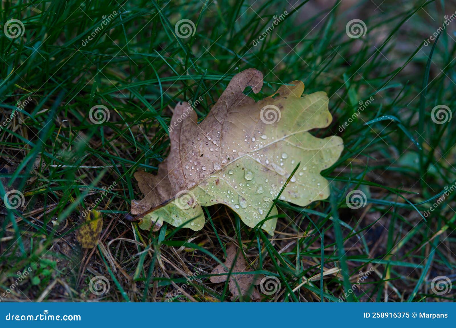 Autumn Leaf with Water Droplets Stock Image - Image of brown, natural ...