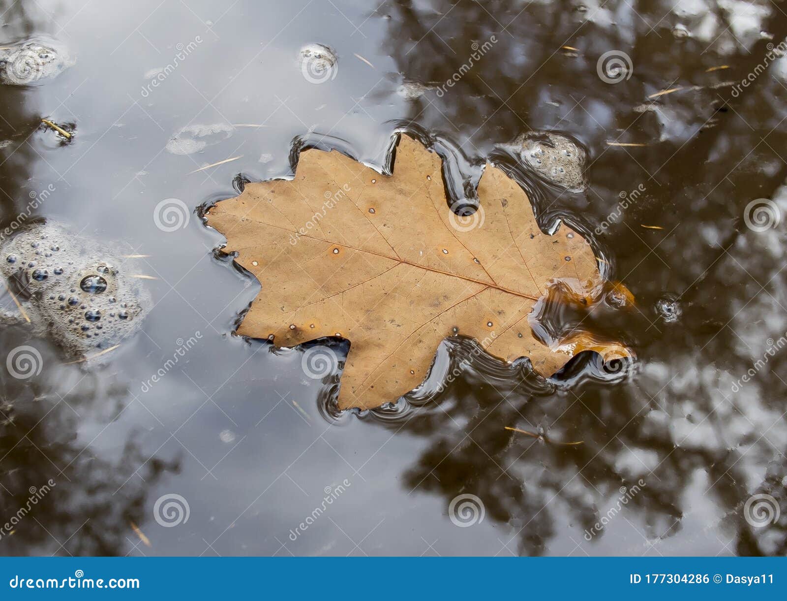 Autumn Leaf in Water with Trees Reflections, Forest in Autumn Stock ...