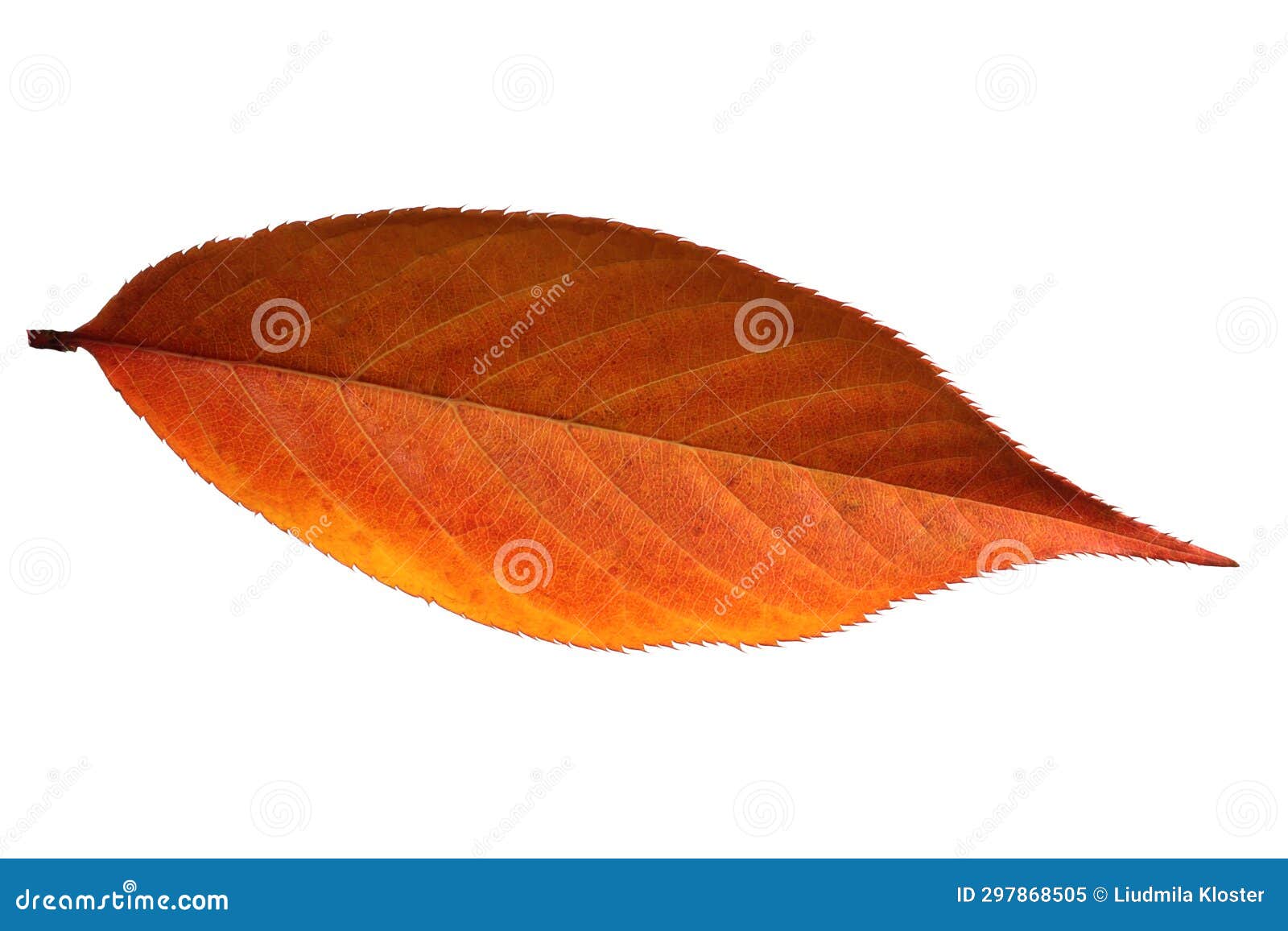 Autumn Leaf on White Background Stock Image - Image of background ...
