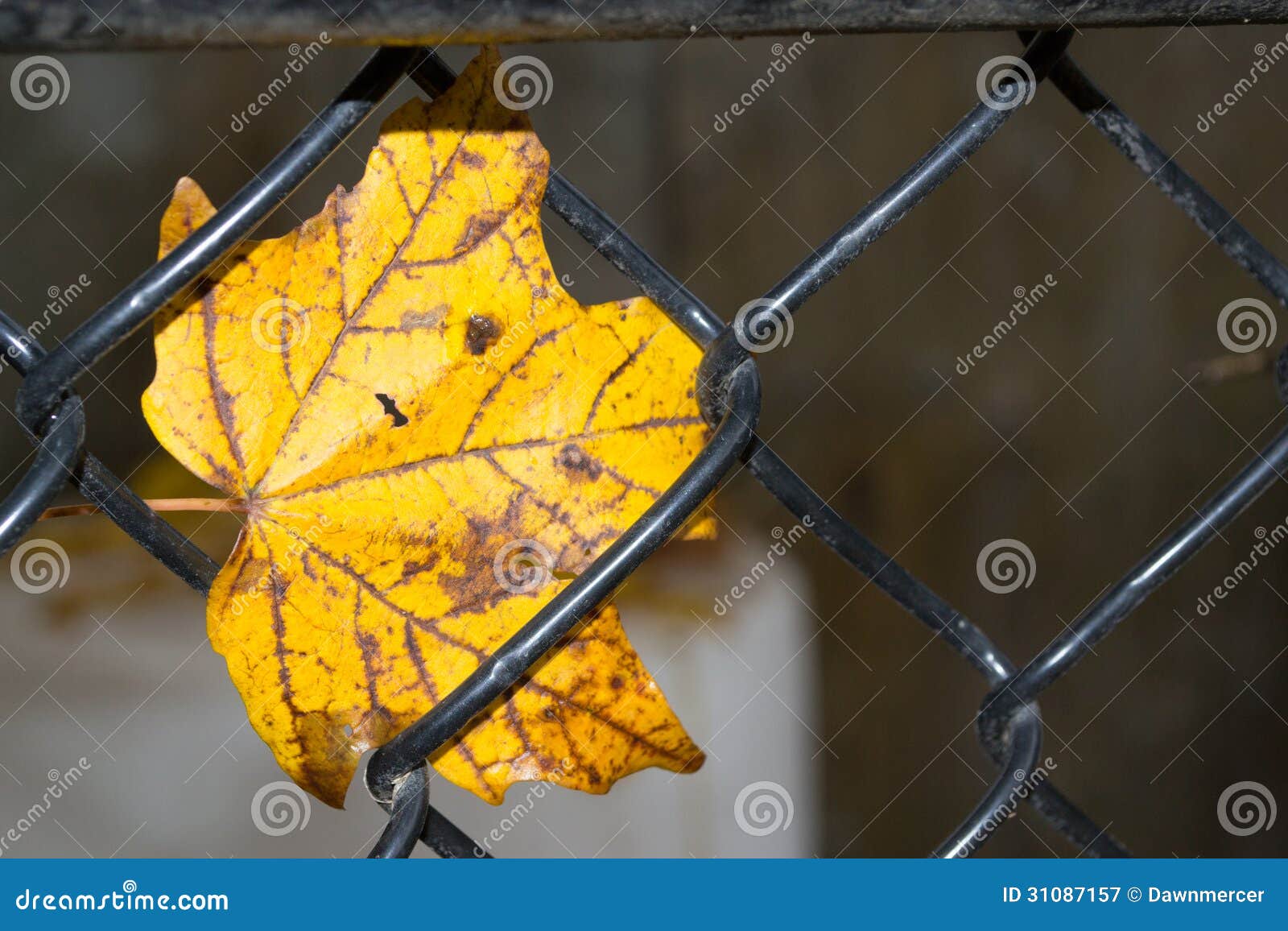 Autumn Leaf in Wire Fence stock image. Image of environment - 31087157