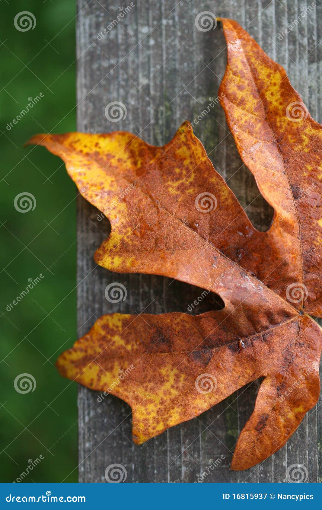 Autumn Leaf on Wood stock image. Image of close, leaves - 16815937