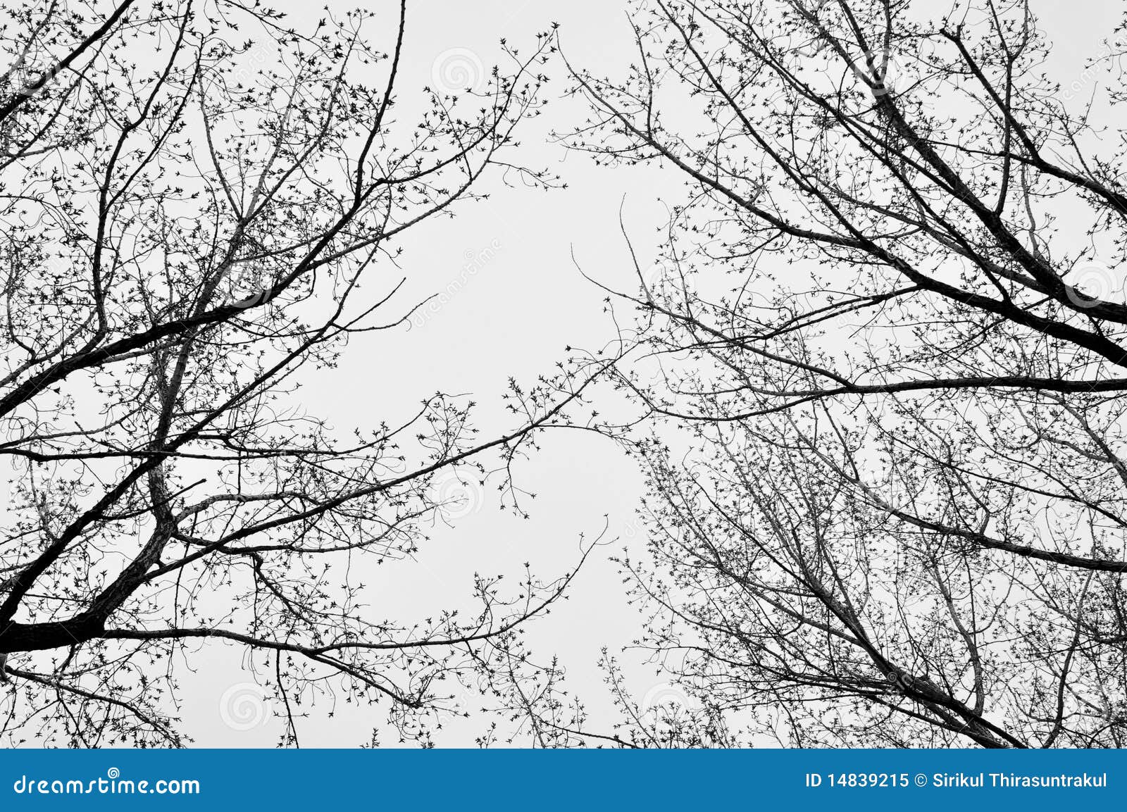 Autumn Leafless Branches of Trees Stock Image - Image of fall, ramule ...