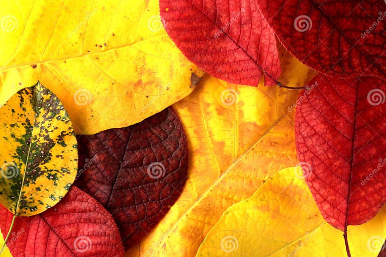 Autumn leafs... stock photo. Image of september, abstraction - 279312