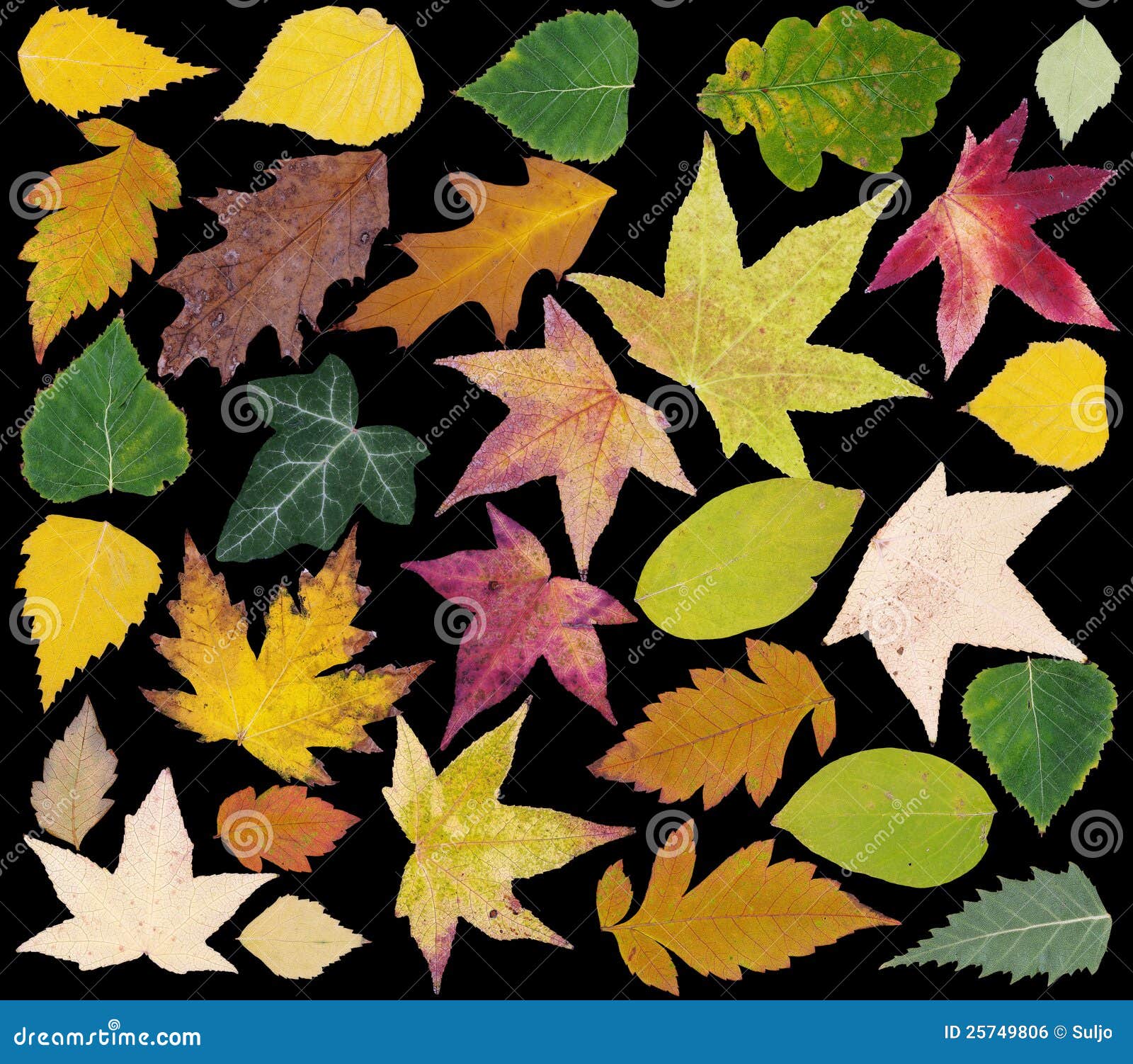 Autumn Leafs Cut Out stock photo. Image of plant, fall - 25749806