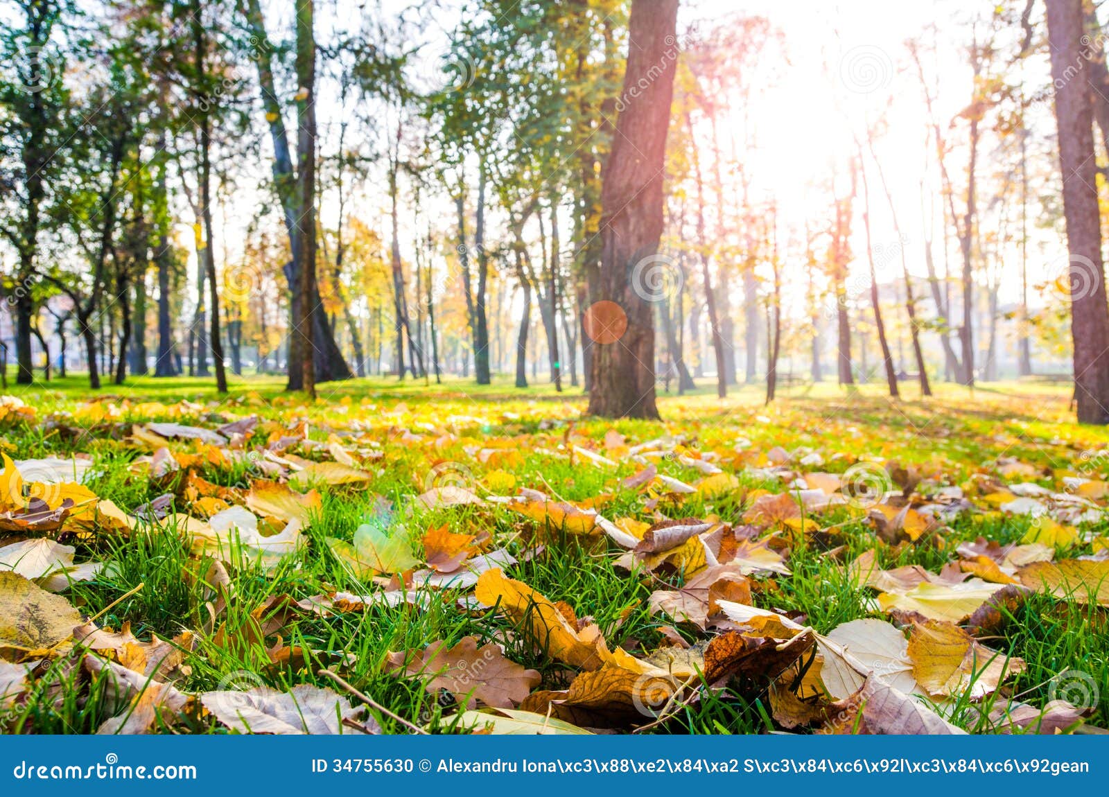 Autumn Leafs on Green Grass in the Park with Trees and Sun Rays Stock ...
