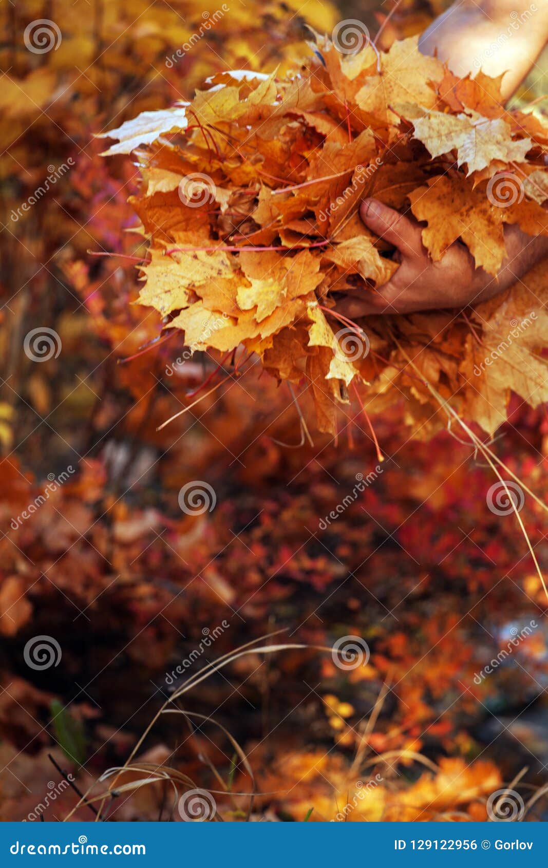 Autumn leafs man hands stock photo. Image of friendly - 129122956