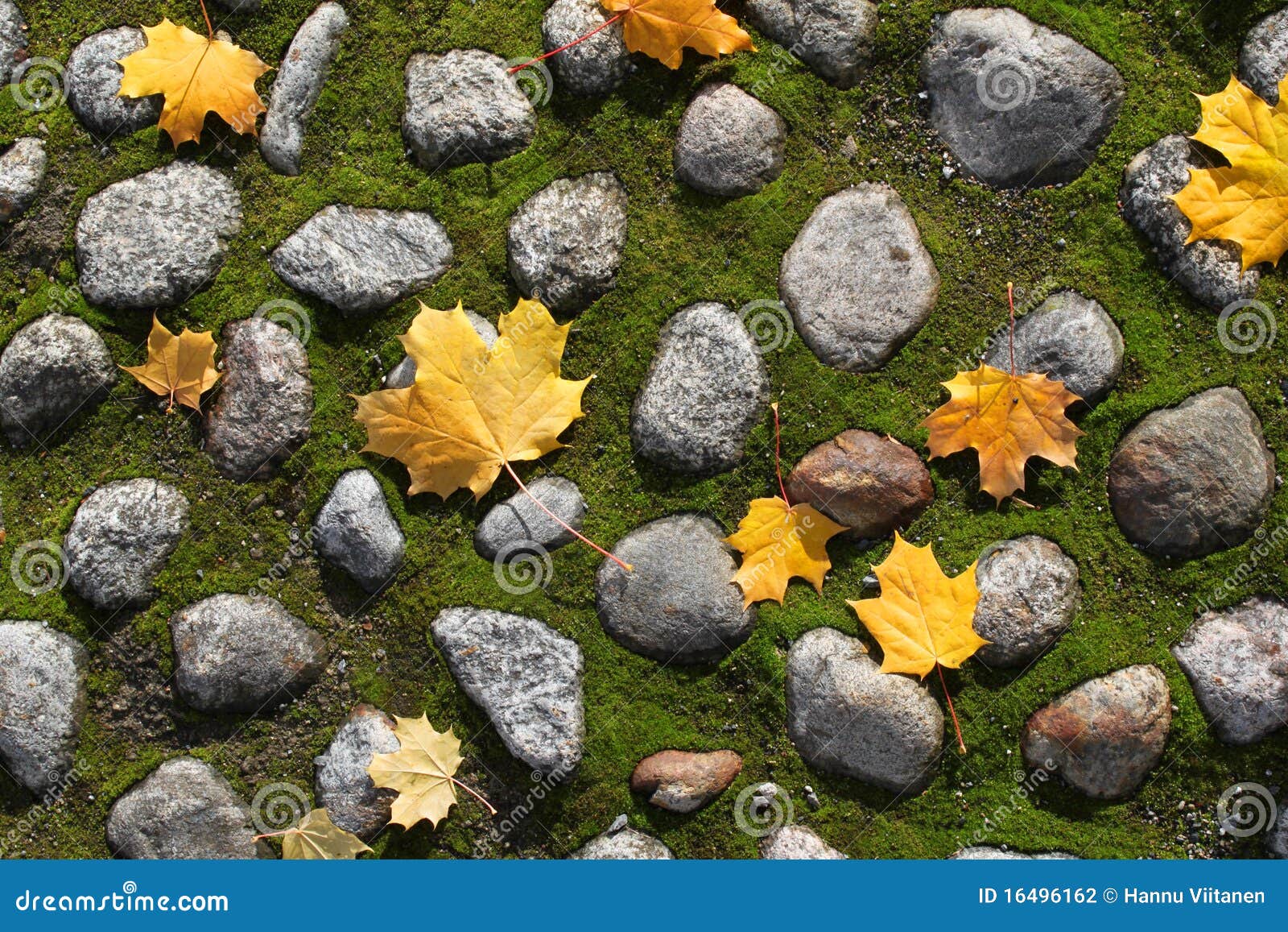 Autumn leafs on moss stock photo. Image of moss, background - 16496162