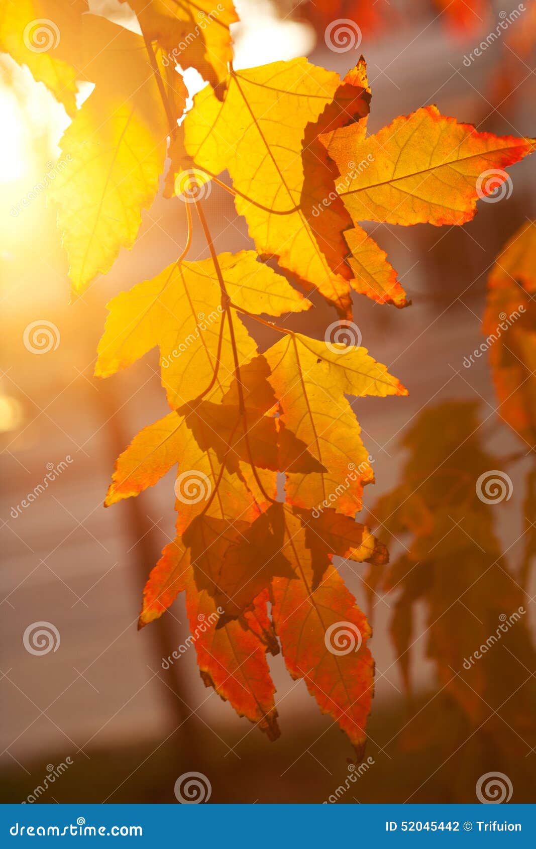 Autumn leafs at sunset stock photo. Image of close, autumn - 52045442