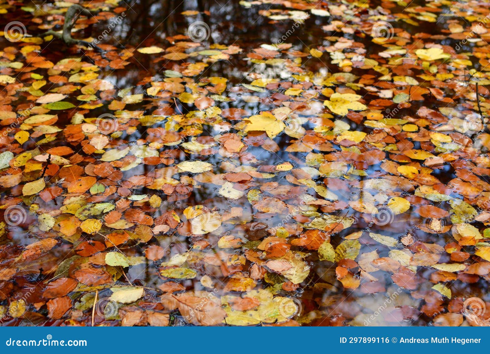 Autumn Leafs on Water Surface Fall Mirroring Stock Photo - Image of ...