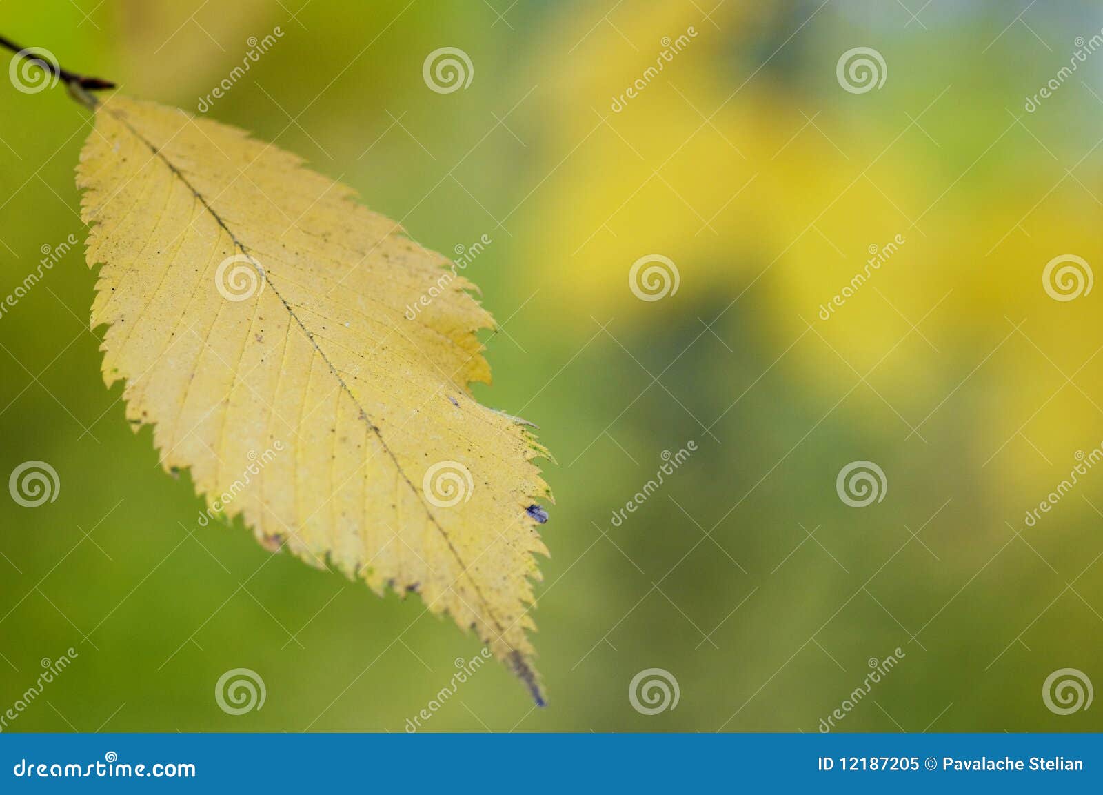 Autumn leave stock image. Image of season, chromatic - 12187205