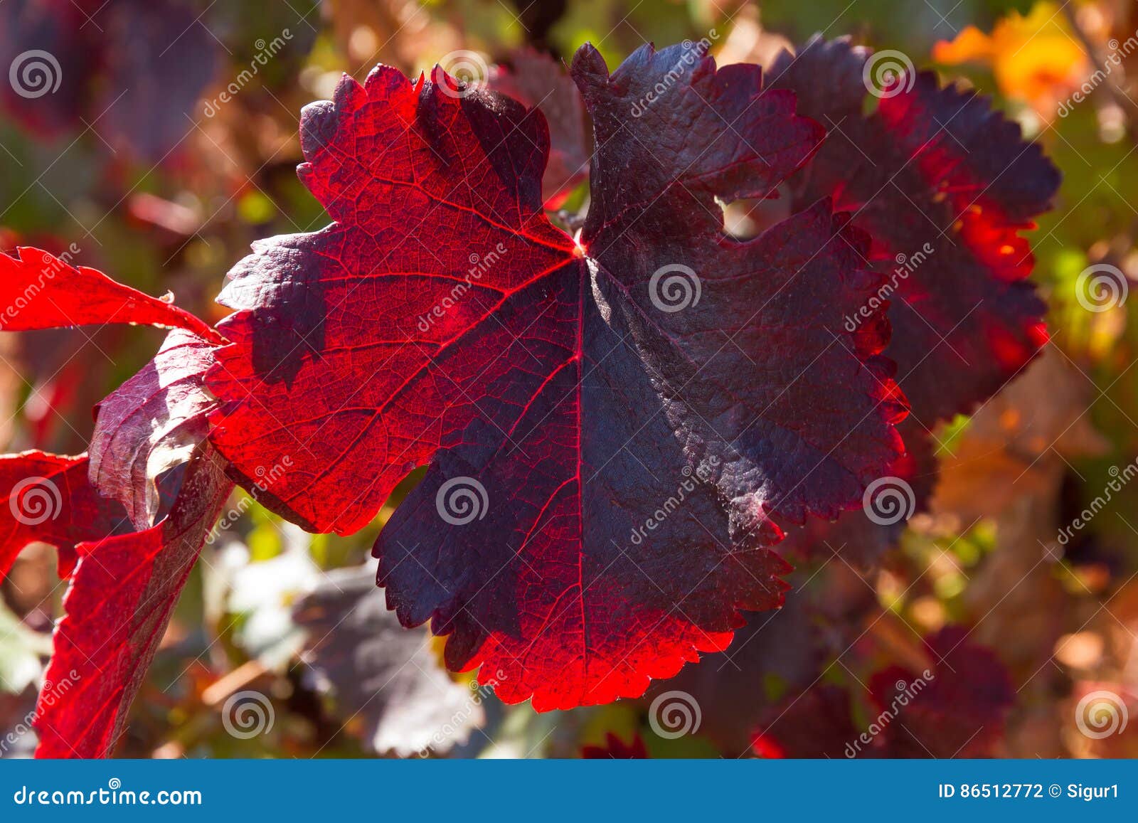 Autumn Leave of Grapevine stock photo. Image of backlit - 86512772