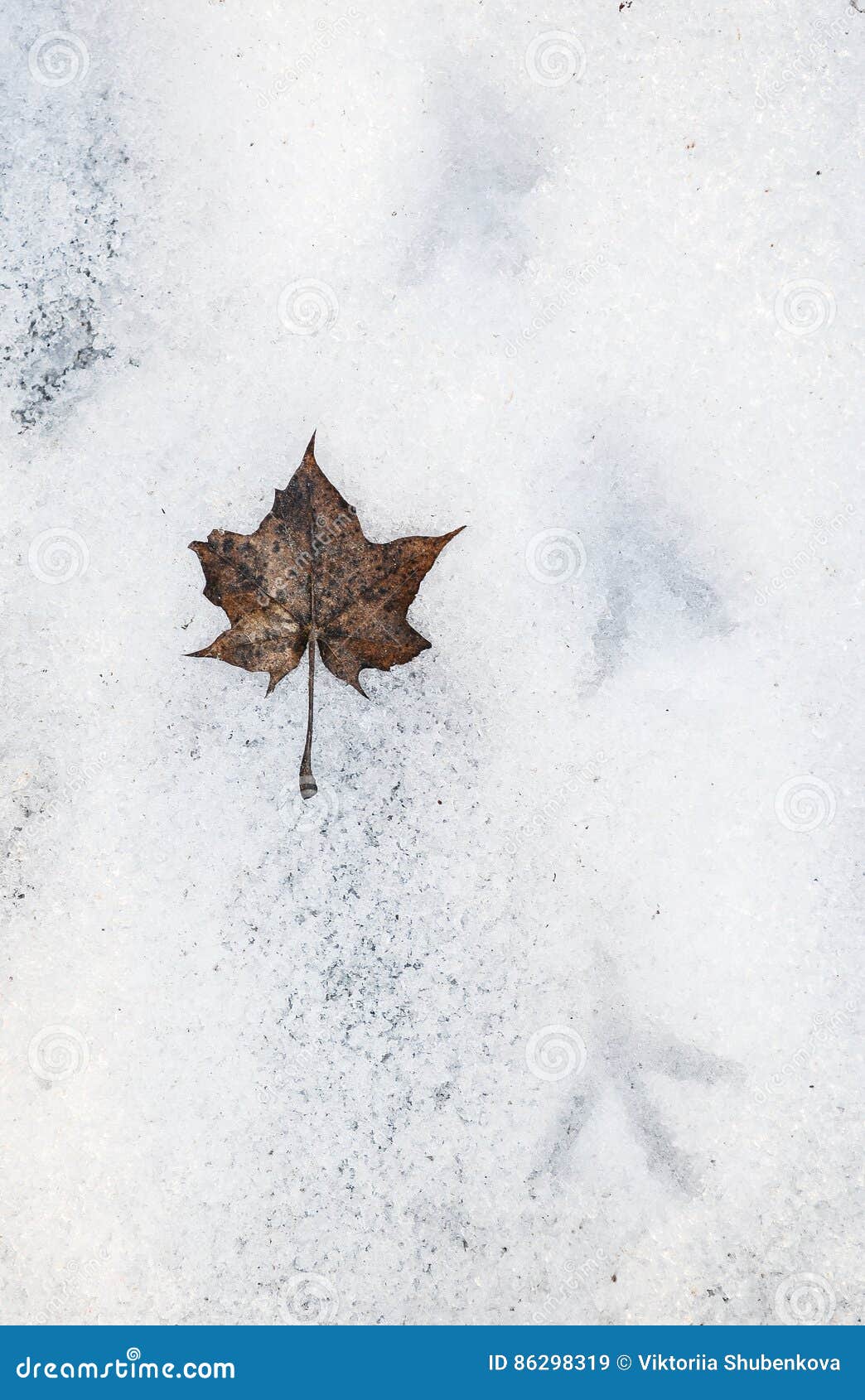 Autumn leave on the snow stock image. Image of leaf, abstract - 86298319