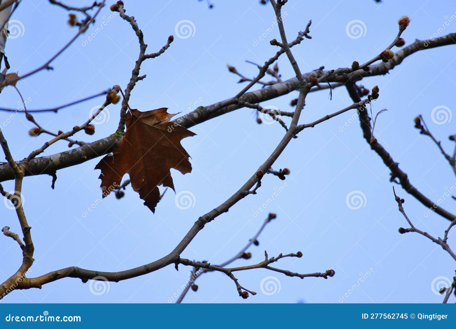 Autumn Leave of the Sycamore on the Branch. Stock Image - Image of ...