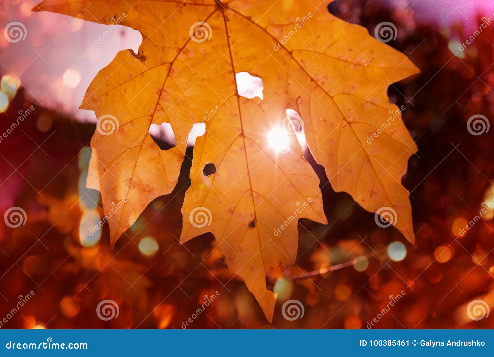 Autumn Leaves imagen de archivo. Imagen de hojas, colorido - 100385461