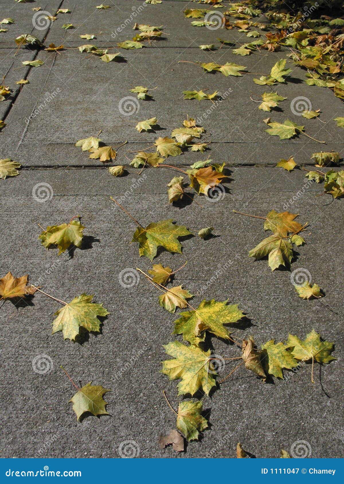 1,209 Scatter Leaves Stock Photos - Free & Royalty-Free Stock Photos ...