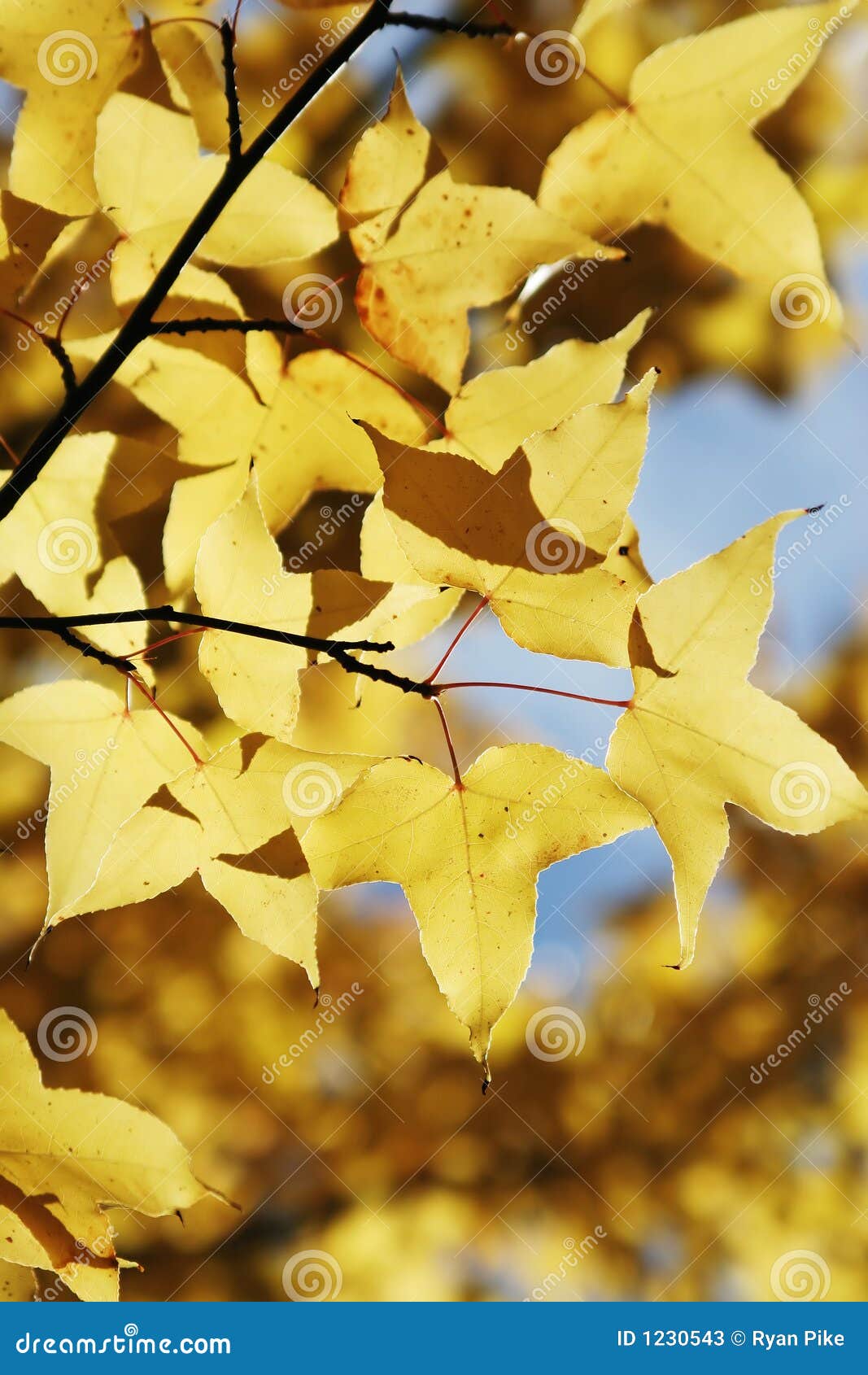 Autumn Leaves stock image. Image of autumn, natural, color - 1230543