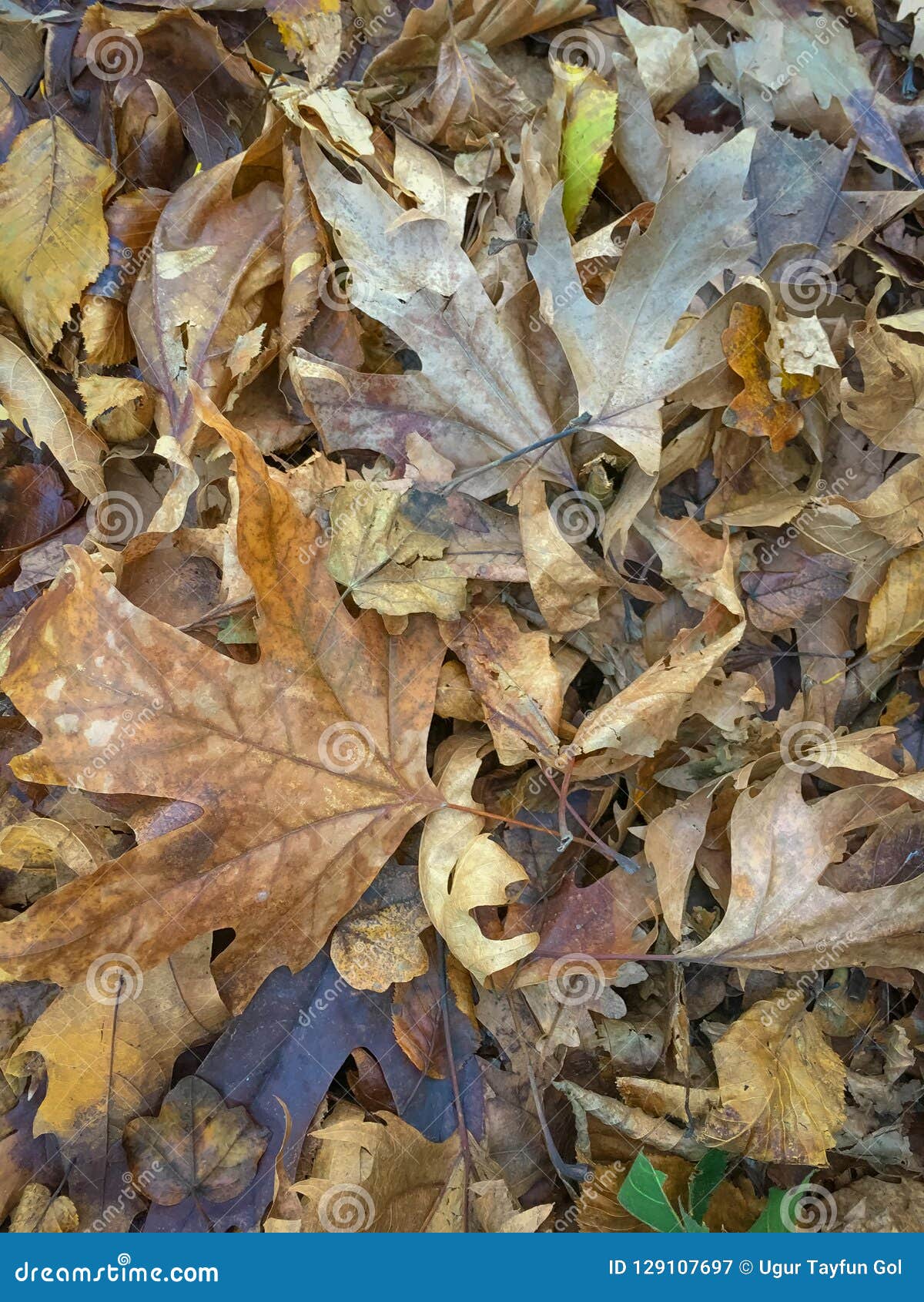 Autumn Leaves in Different Colors Stock Image - Image of brown ...