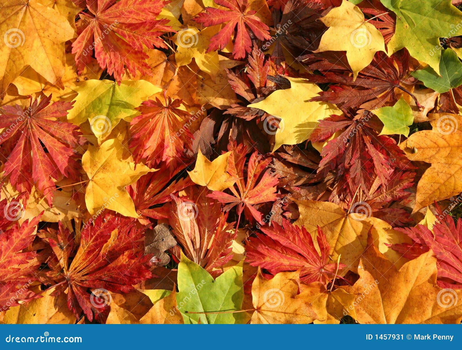 Autumn Leaves stock image. Image of season, brown, peak - 1457931