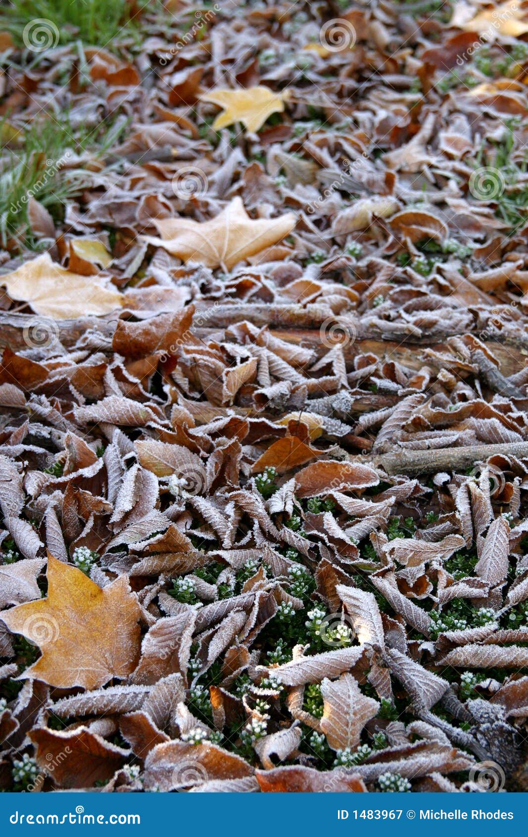 Autumn Leaves stock image. Image of floor, ground, november - 1483967