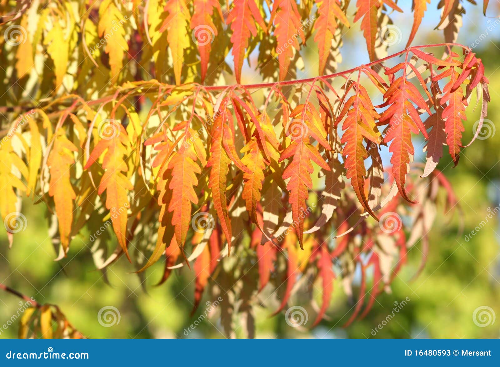 Autumn leaves stock image. Image of leaves, autumn, tree - 16480593