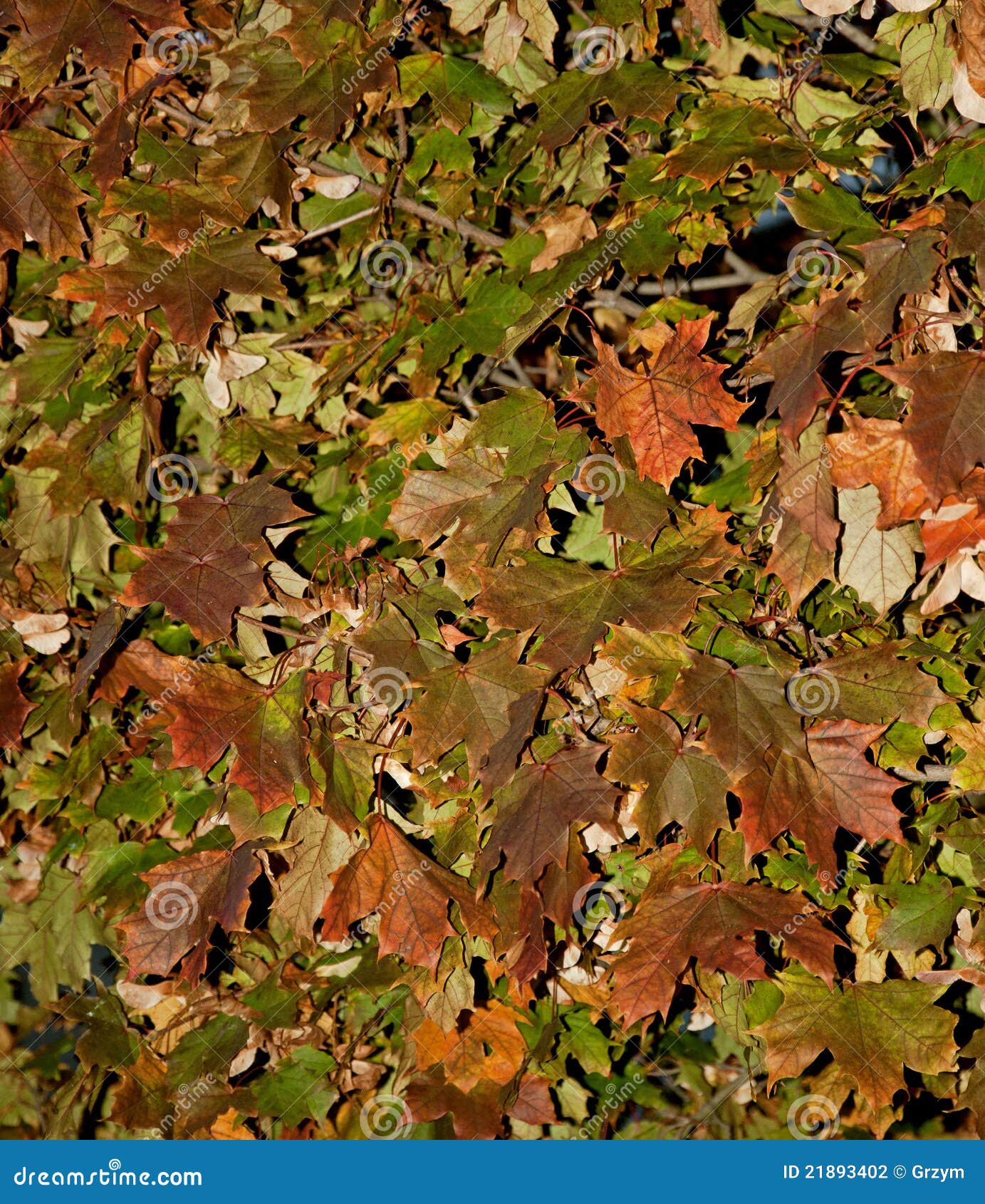 Autumn leaves stock photo. Image of growth, maple, garden - 21893402