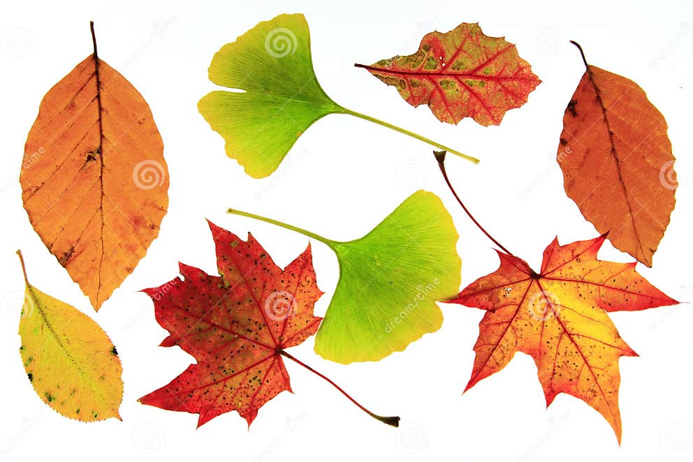 Autumn leaves stock photo. Image of pattern, background - 23662304