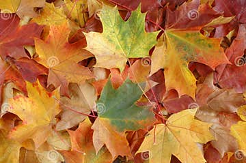 Autumn Leaves stock image. Image of colorful, leaf, trees - 29257