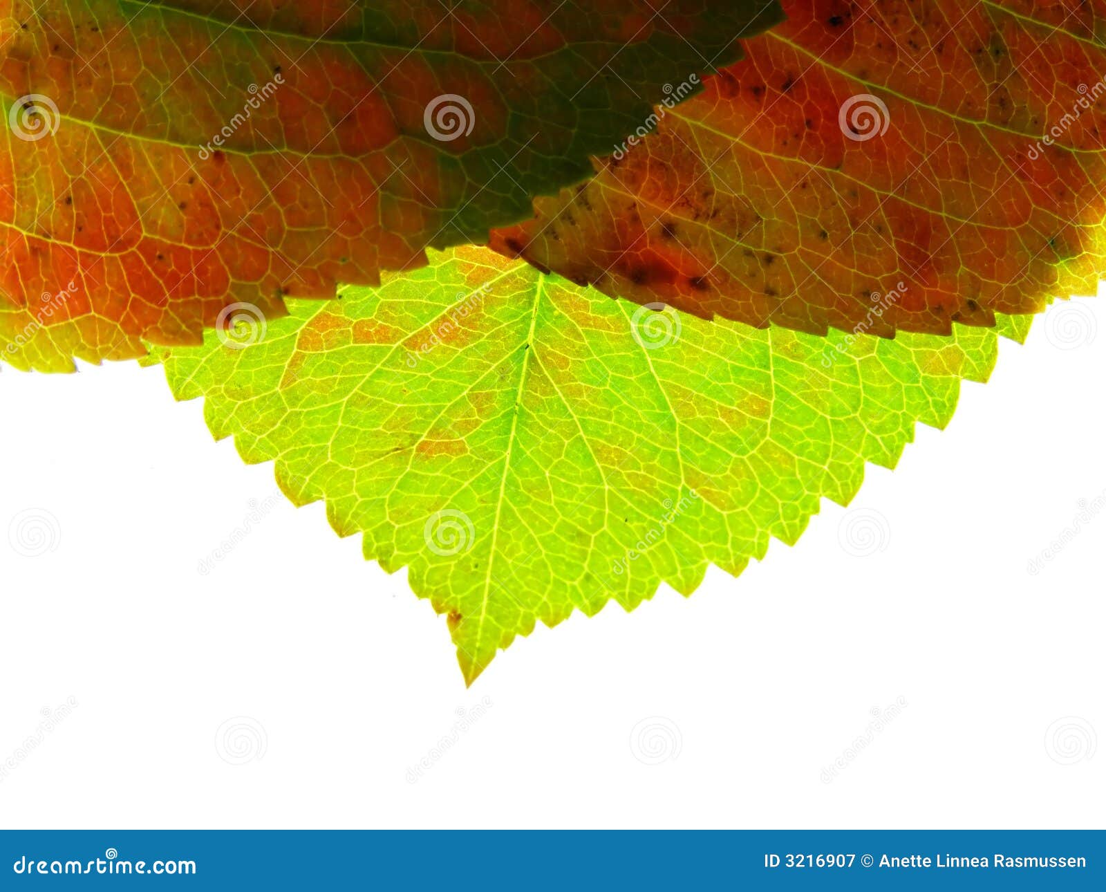 Autumn leaves stock image. Image of edge, backlight, outdoor - 3216907