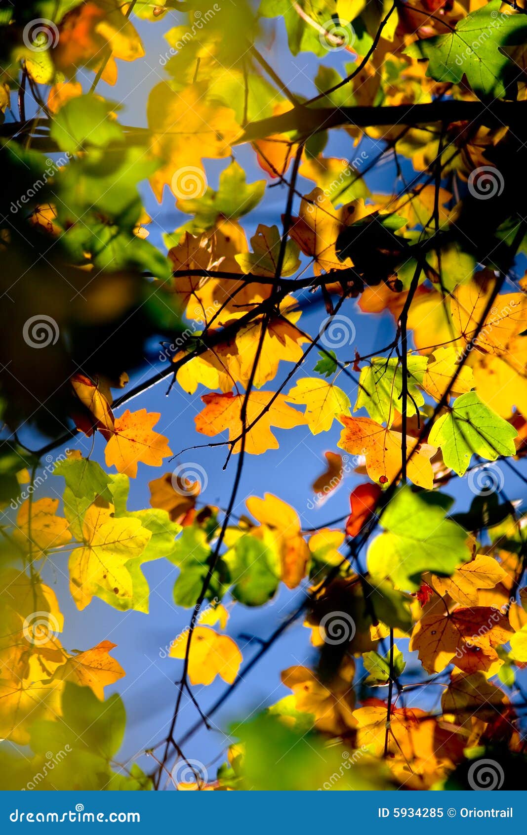 168,086 September Leaves Stock Photos - Free & Royalty-Free Stock ...