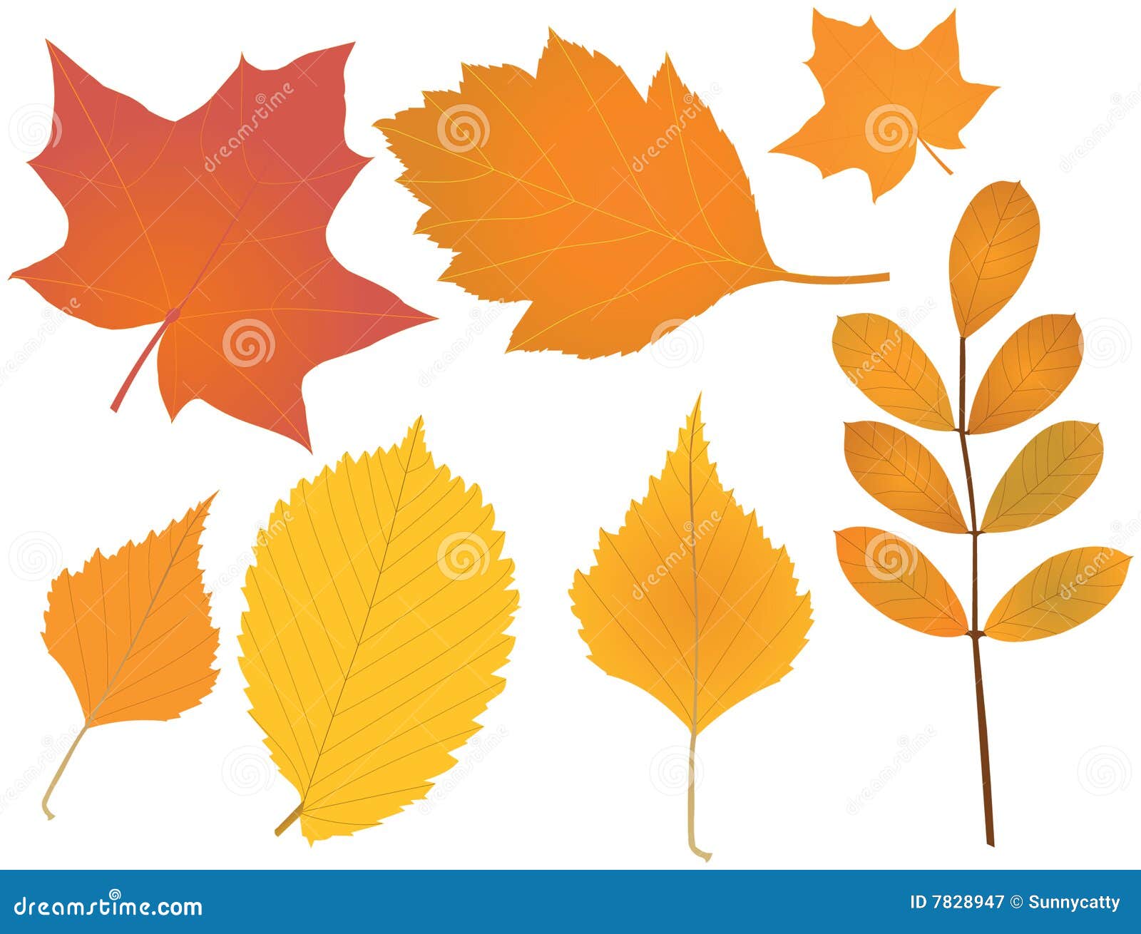 Autumn Leaves. Vector. Set Of Symbols Of Fall Leaf | CartoonDealer.com ...