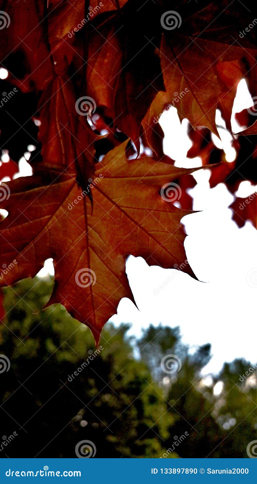 Autumn leaves from above stock photo. Image of plants - 133897890