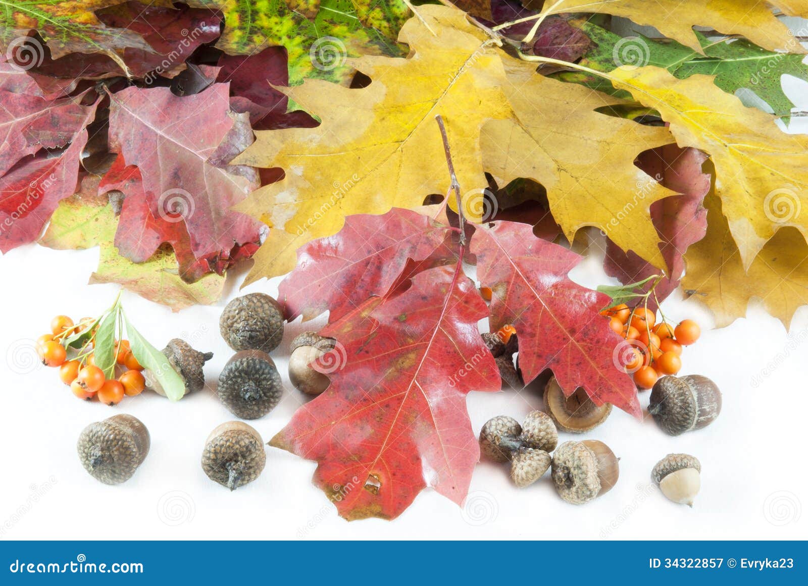 Autumn Leaves and Acorn with Place Stock Image - Image of decoration ...