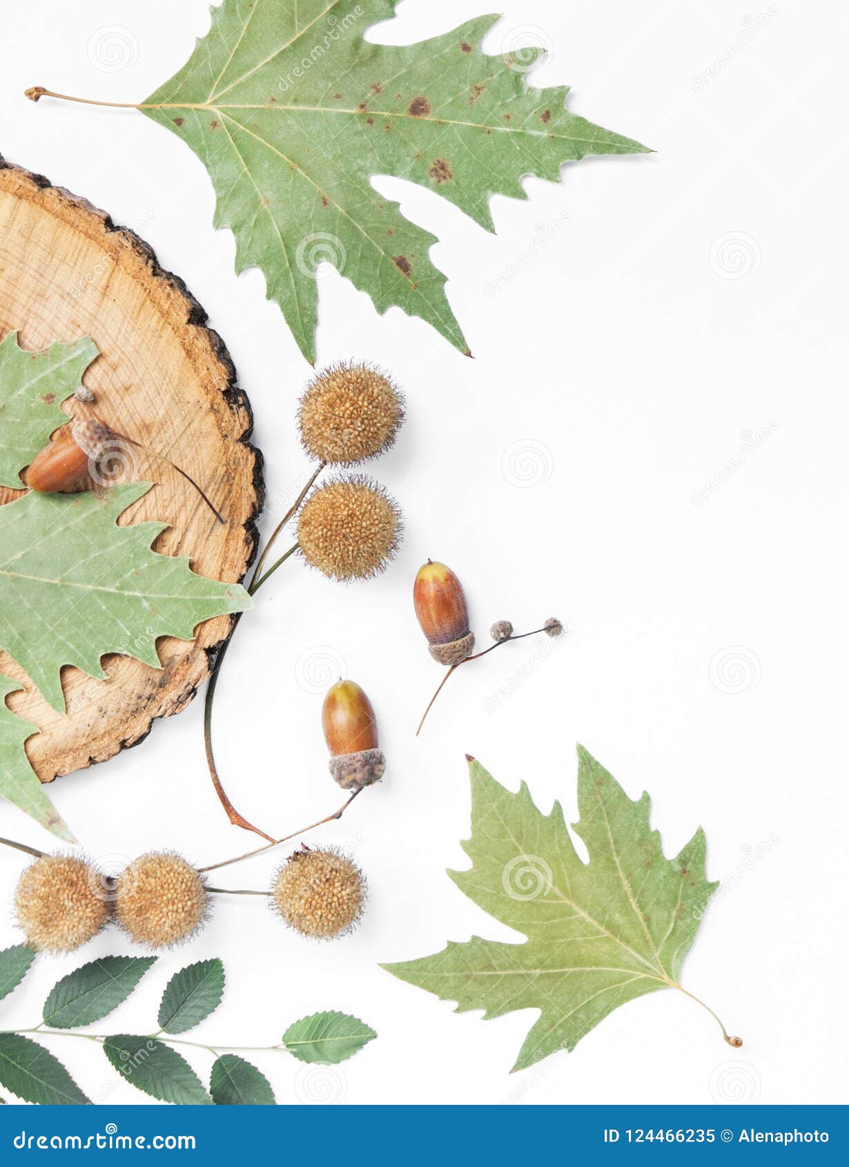 Autumn leaves and acorns. stock image. Image of decoration - 124466235