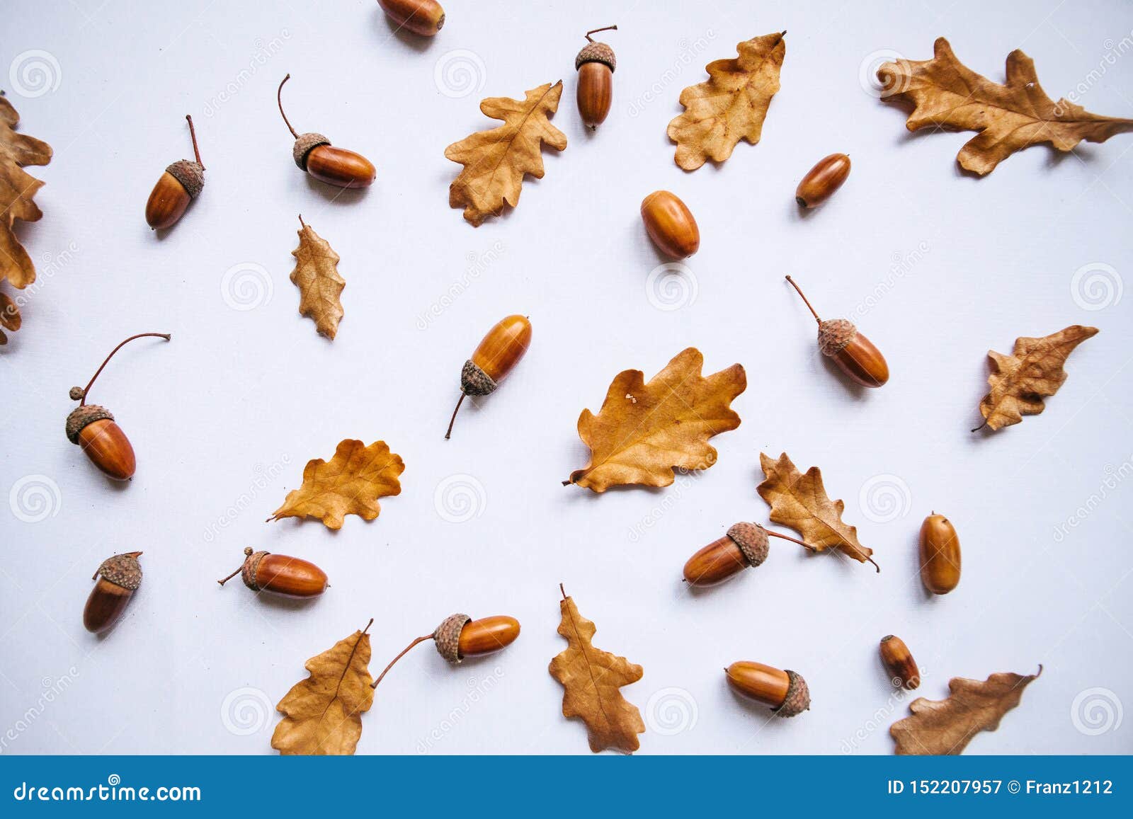 Autumn leaves and acorns. stock image. Image of fall - 152207957