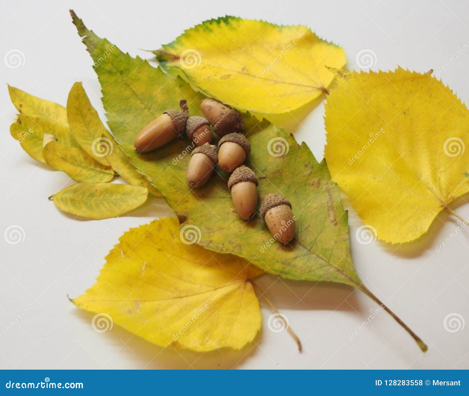 Autumn leaves with acrons stock photo. Image of autumn - 128283558