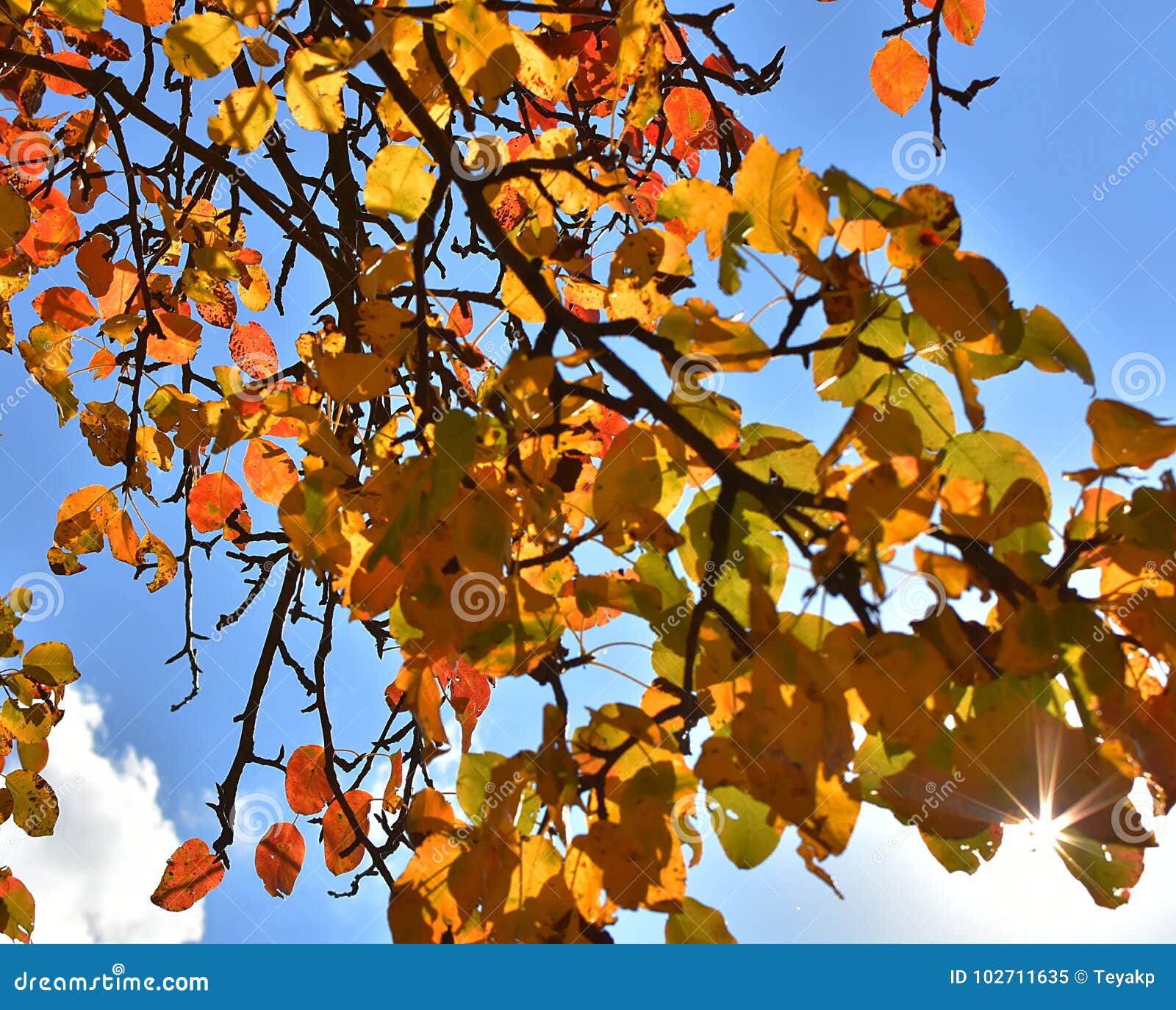 Autumn Leaves Against Blue Sky Imagem de Stock - Imagem de orgânico ...
