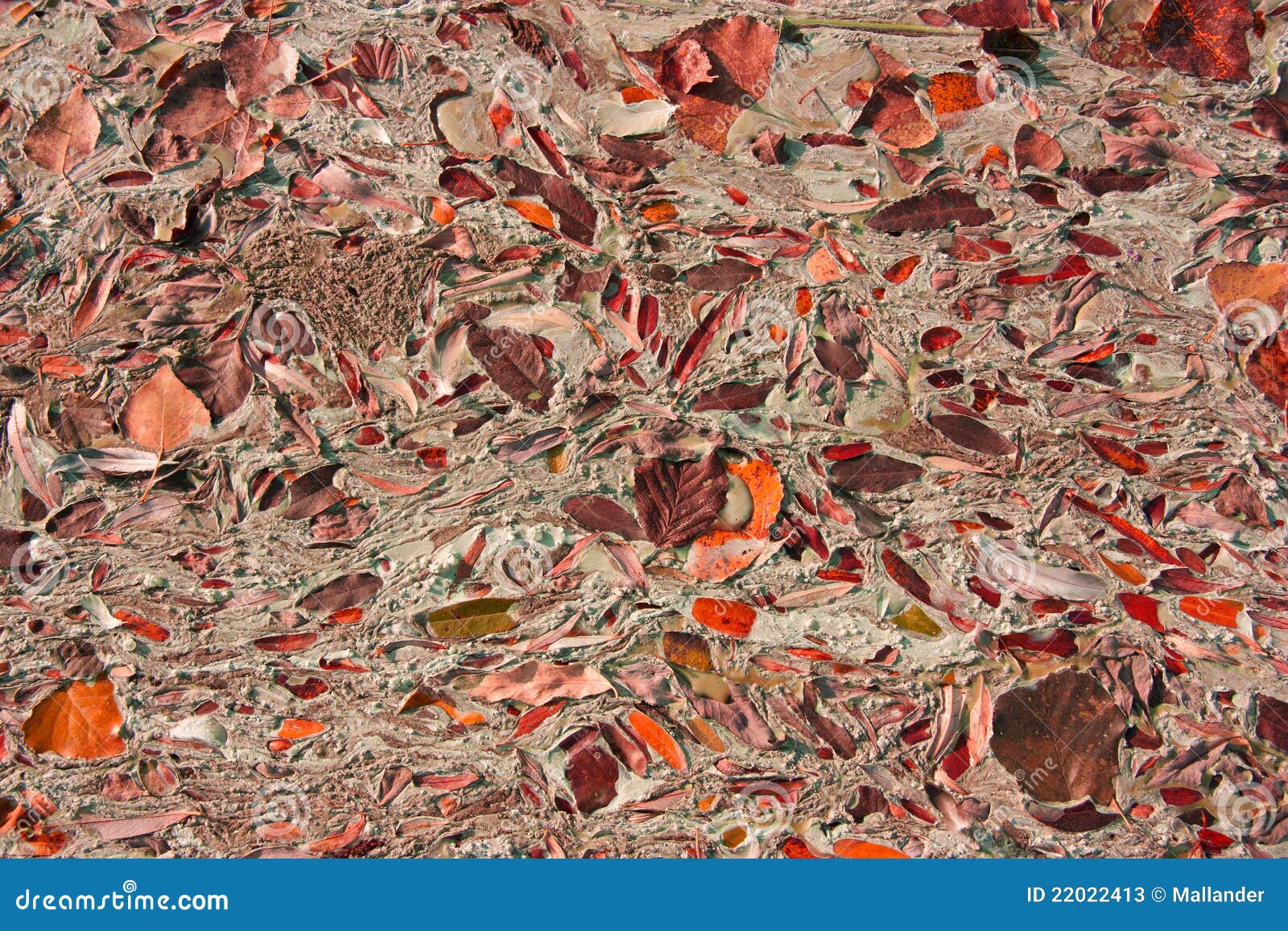 Autumn Leaves in Algal Slime Stock Image - Image of pollution, algae ...