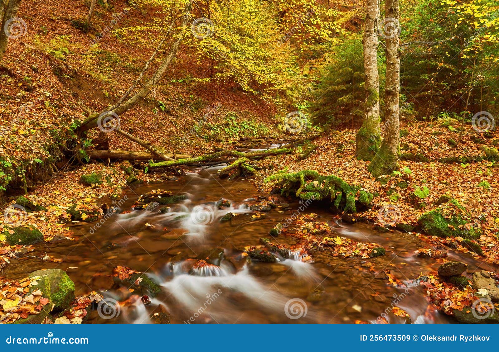 Autumn Leaves Along a Forest Stream. Forest Stream in Autumn Stock ...