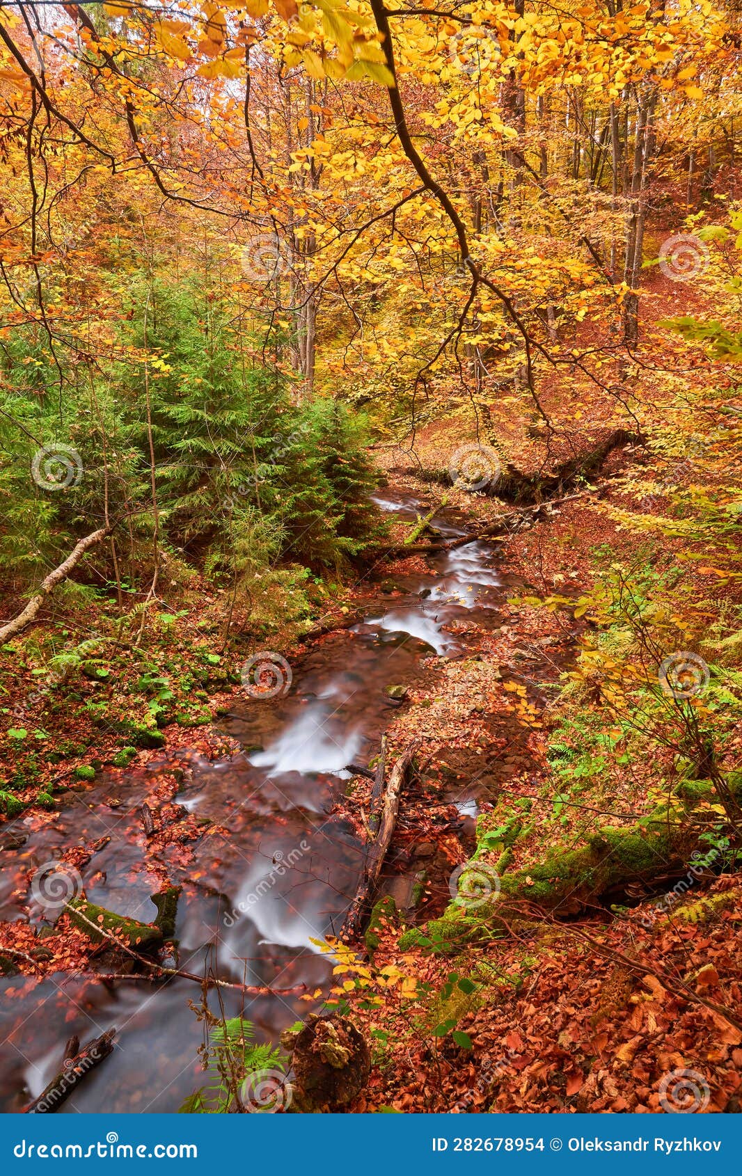 Autumn Leaves Along a Forest Stream. Forest Stream in Autumn Stock ...