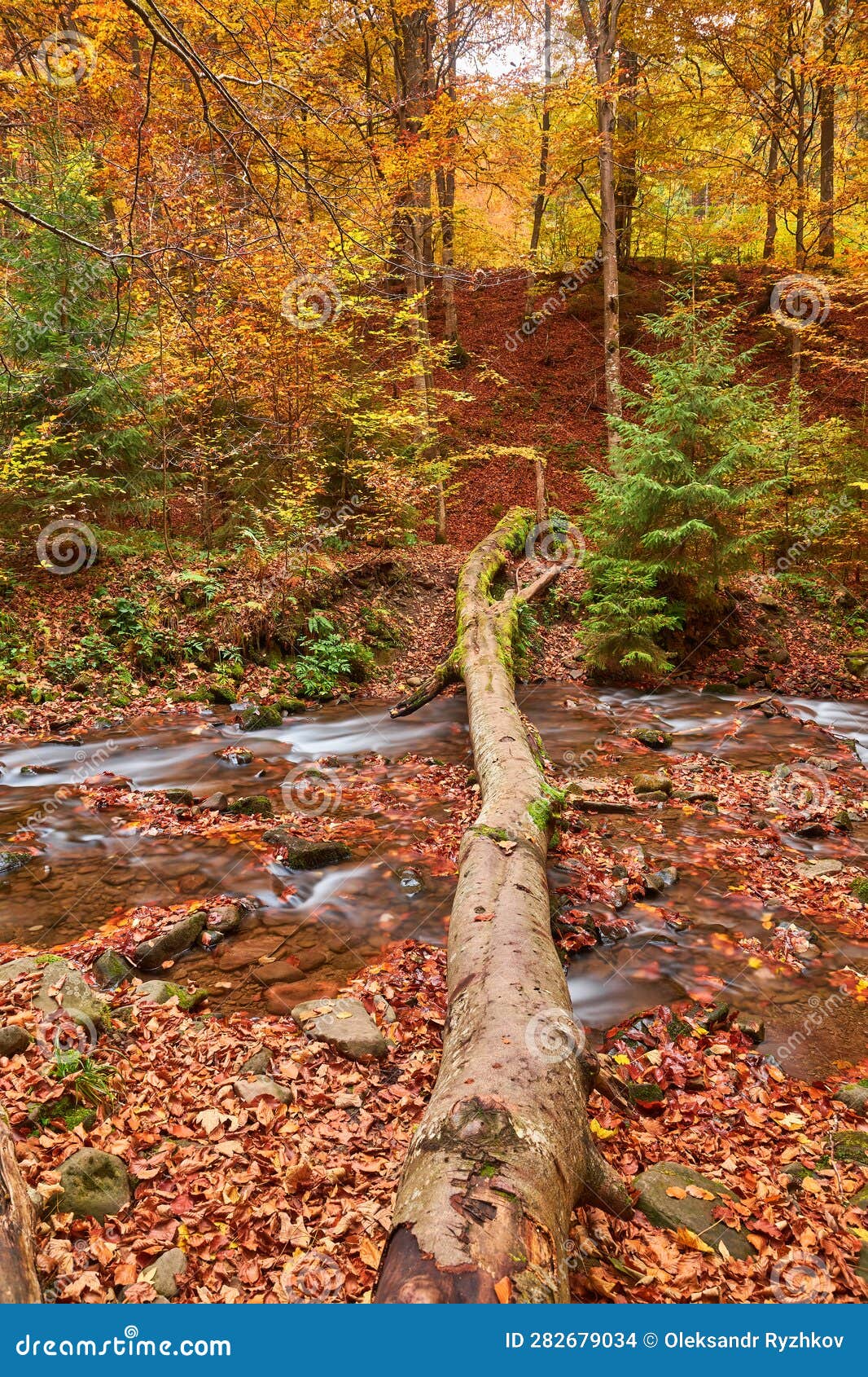 Autumn Leaves Along a Forest Stream. Forest Stream in Autumn Stock ...