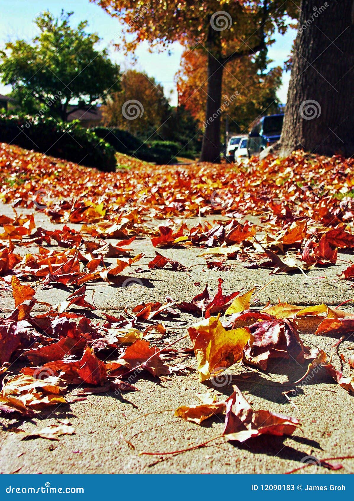 Autumn Leaves, Ant S Perspective Stock Image - Image of autumnal ...