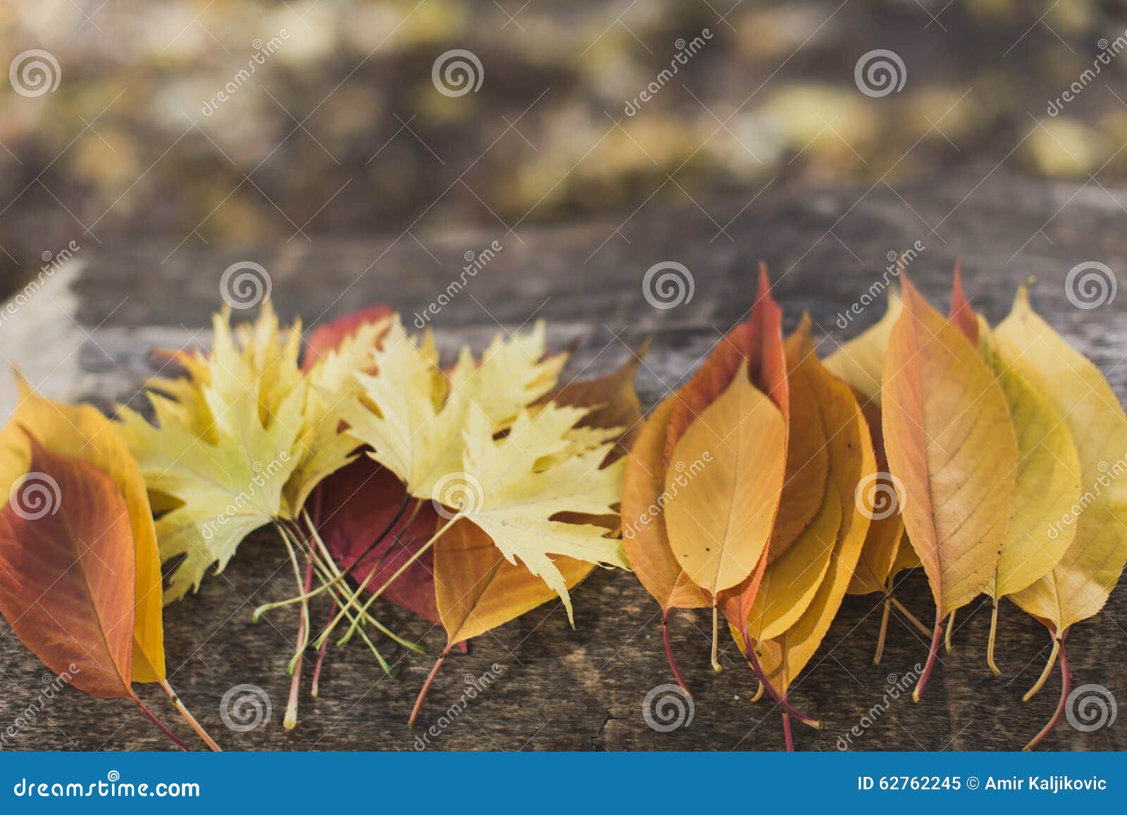 Autumn leaves arrangement stock image. Image of fall - 62762245