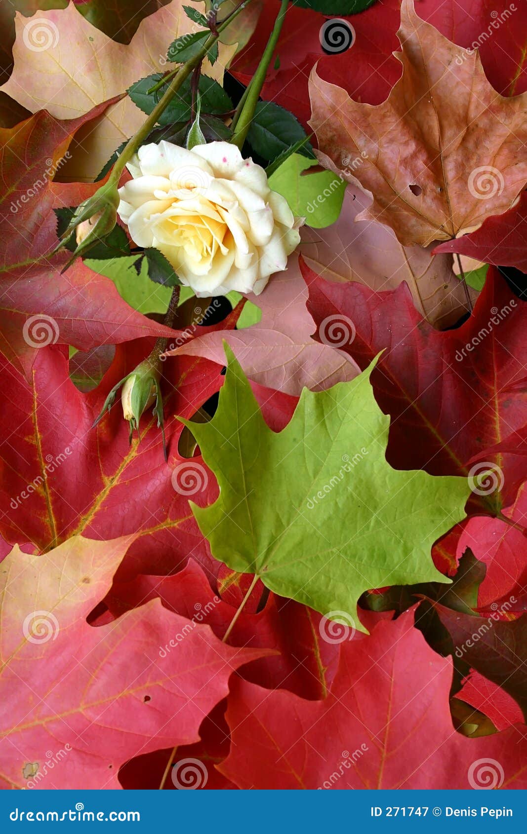Autumn Leaves Arrangement and One Rose Stock Image - Image of autumn ...