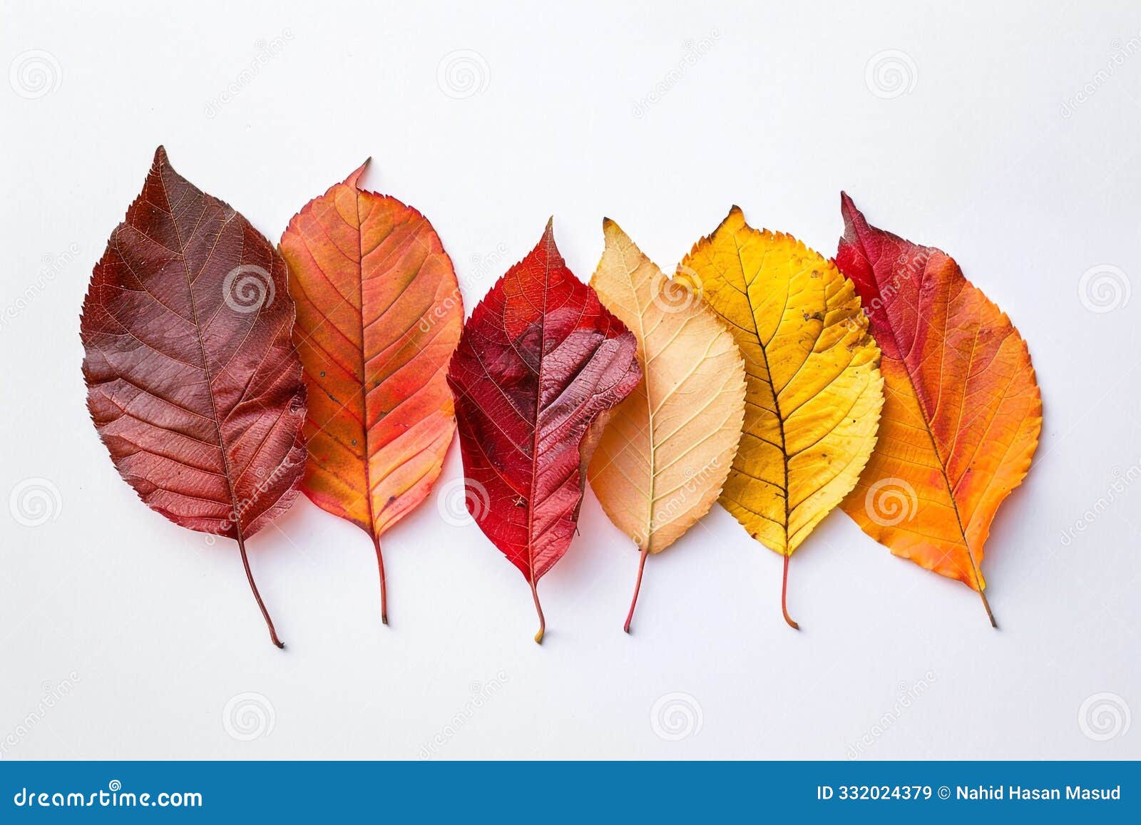 Autumn Leaves Arrangement on a White Background Creating Negative Space ...