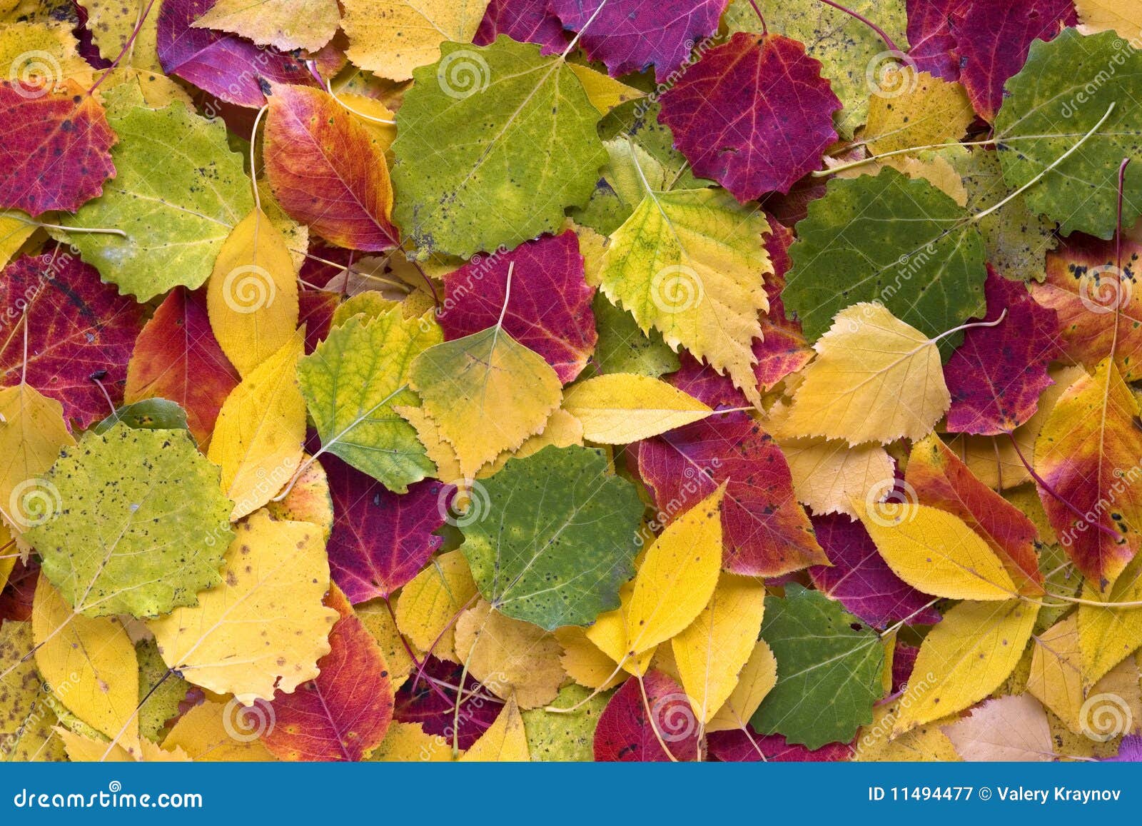 Autumn leaves as texture stock image. Image of tree, multi - 11494477